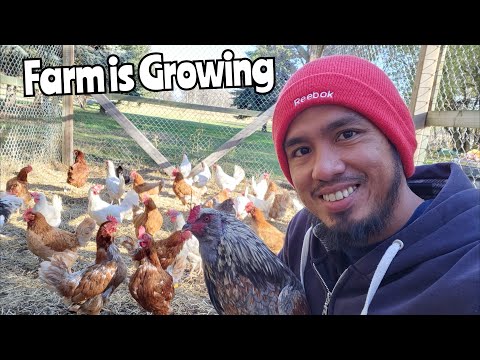 Big Plans for the Farm: Scaling Up & Our Newest Animal Companion