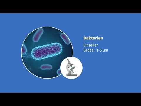 Bakterien – Aufbau einfach erklärt | sofatutor