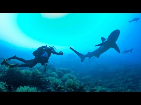 Scuba Diving with SHARKS!! Bassas Da India - Sailing SV Delos Ep. 100