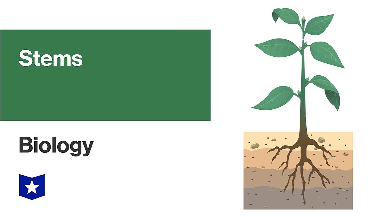 Stems | Biology