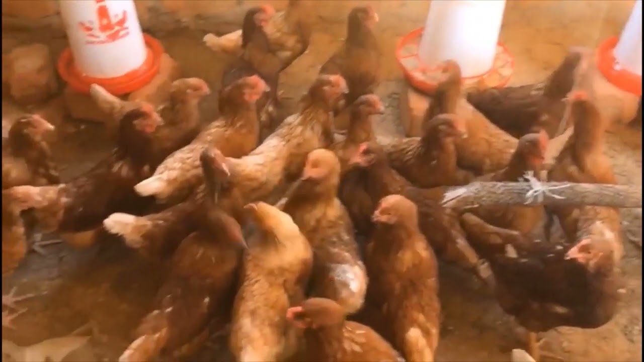 Background of Project BrightStart