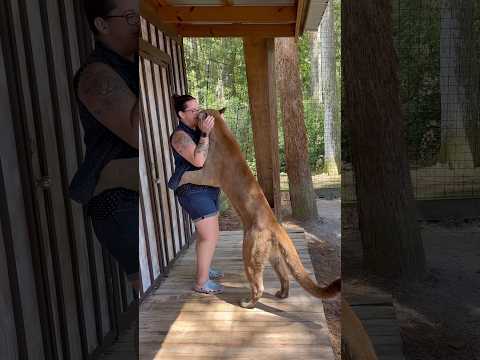 Beautiful Panthers in Florida! #shorts #florida #panther