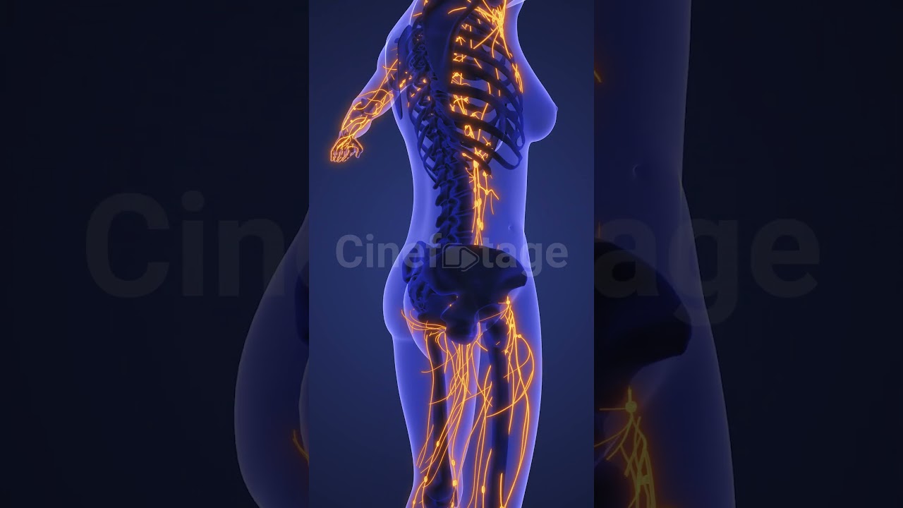3d Anatomy of human lymphatic system stock footage | stock video | Cinefootage