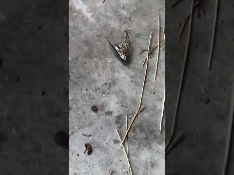 A LOCUST?!?! A Cicada!!!