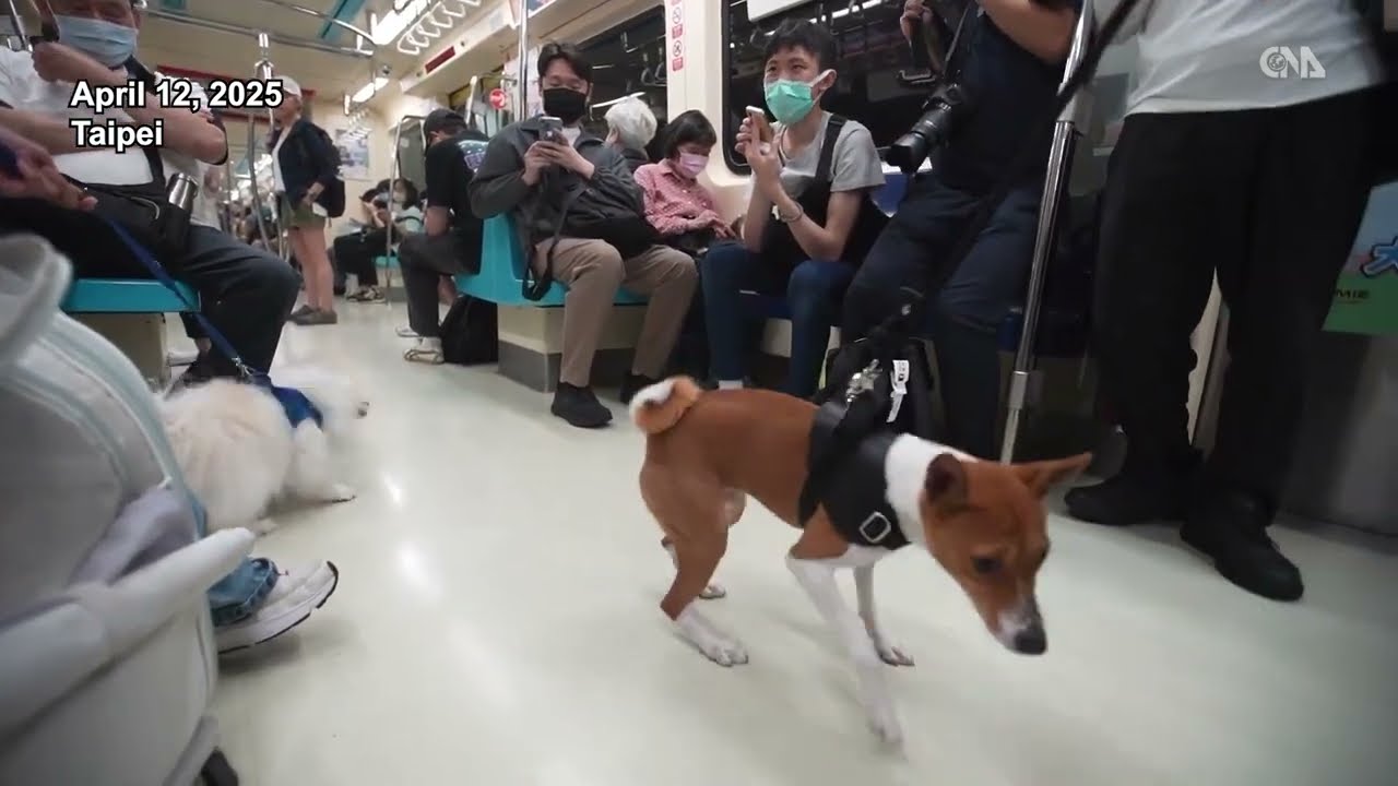 Taipei Metro celebrates National Pet Day with dog-friendly train rides ...