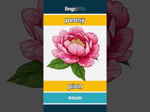 🇬🇧🇸🇪 peony - pion : learn English : låt oss lära oss engelska : vocabulary builder