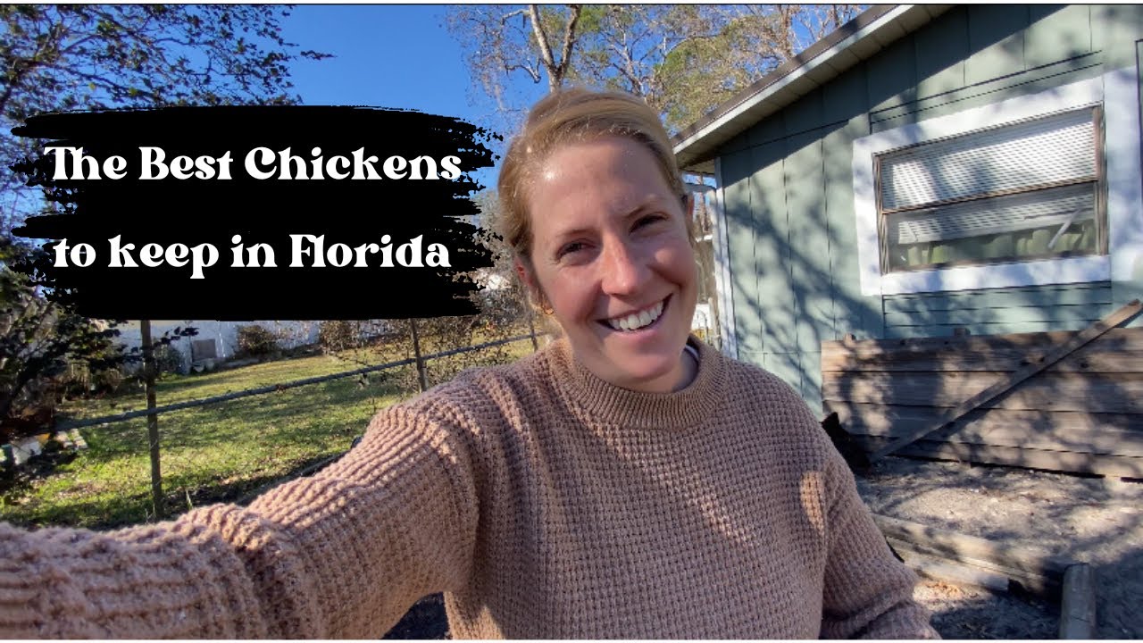 Top 5 Chicken Breeds for Backyard Flocks in Central Florida