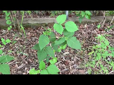 Avoiding Poison Ivy and Poison Oak