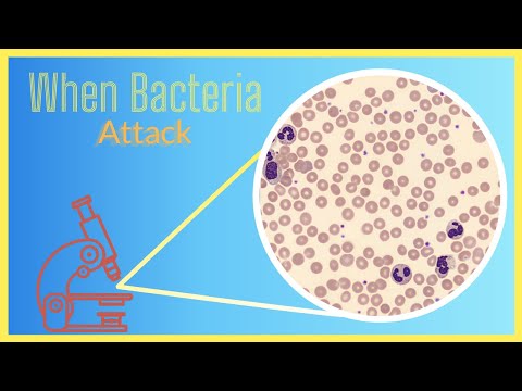 Understanding Bacterial Infections | Heme Ed