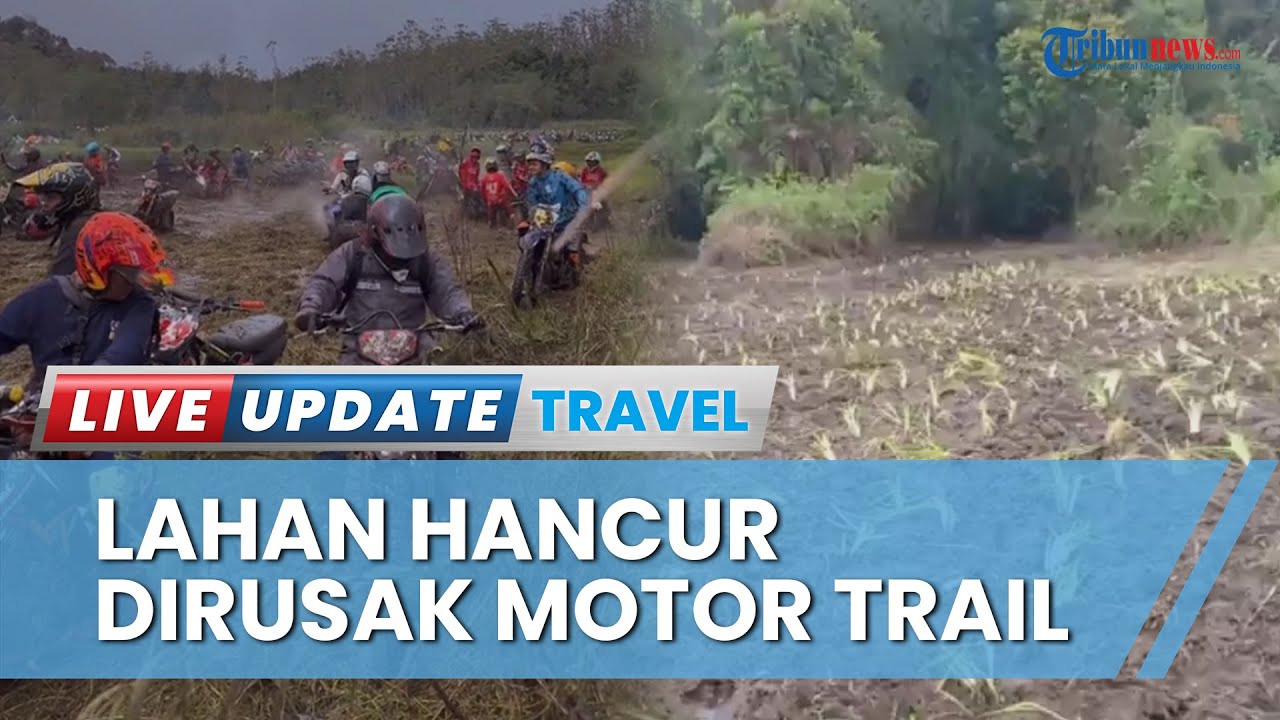 Viral Video Lahan Bunga Langka di Ranca Upas Rusak, Gegara Event Motor ... Viral Video Lahan Bunga Langka di Ranca Upas Rusak, Gegara Event Motor ...