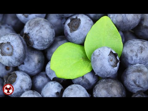 Fruits 水果How to pronounce Blueberries蓝莓ブルーベリー블루베리blåbær,bosbessen,mirtilli,mirtilos,arándanos,jagody