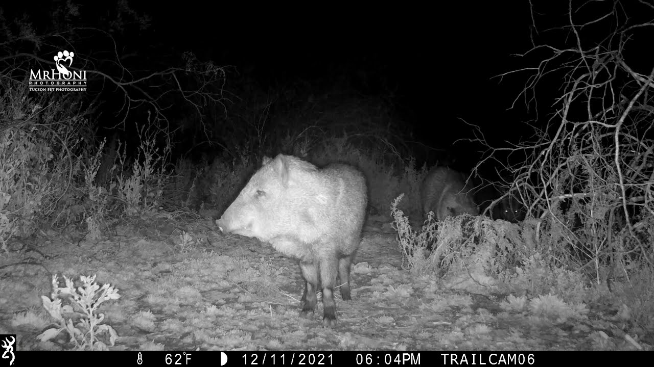 Javelina pack at the wash