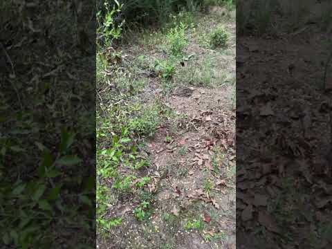 Alabama Water Moccasin vs Frog gig #snakes #hunting #outdoors #wildlife #woods #primitive #alabama
