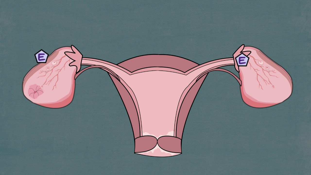 A New You, That's Who: Menstruation