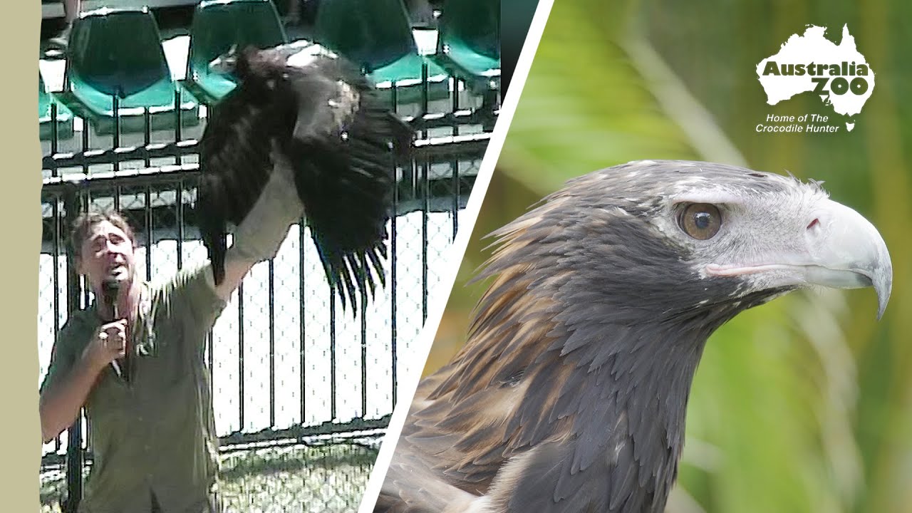 A milestone birthday for our eagle | Australia Zoo Life
