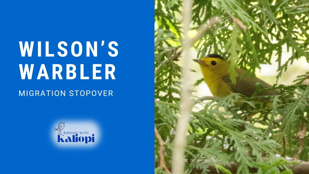 Wilson’s Warbler: Quick Darting Migrant ID