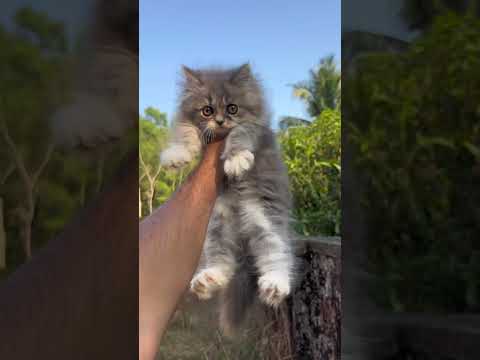 Persian Cats for life | Persian Cats for sale | Doll face persian Kittens | White and Grey kittens