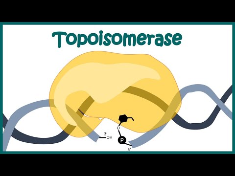 Topoisomerase 1 and 2 mechanism | How Topoisomerase works? | Animated biology | Molecular biology