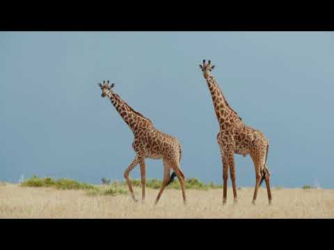 Bush walks at Singita
