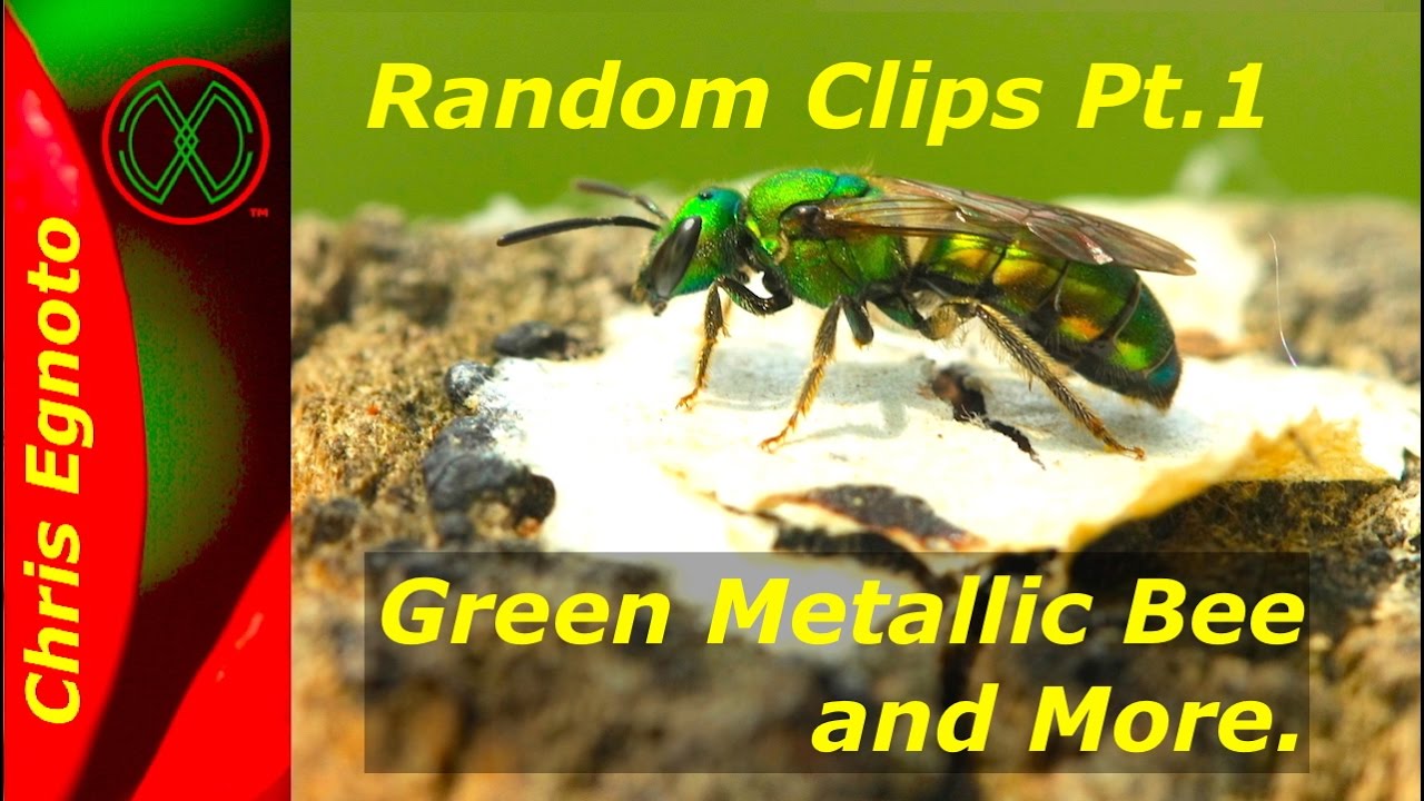 A Horned passalus beetle, a metallic green sweat bee and snail signs.