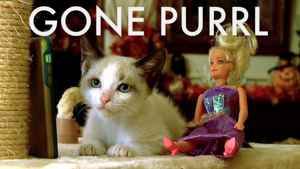 GONE GIRL (Cute Kitten Version)
