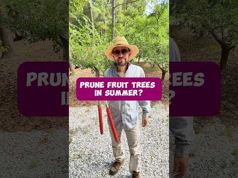 Prune Your Fruit Trees in Summer #shorts #fruittrees #fruit #orchard #pruning #gardening #plums