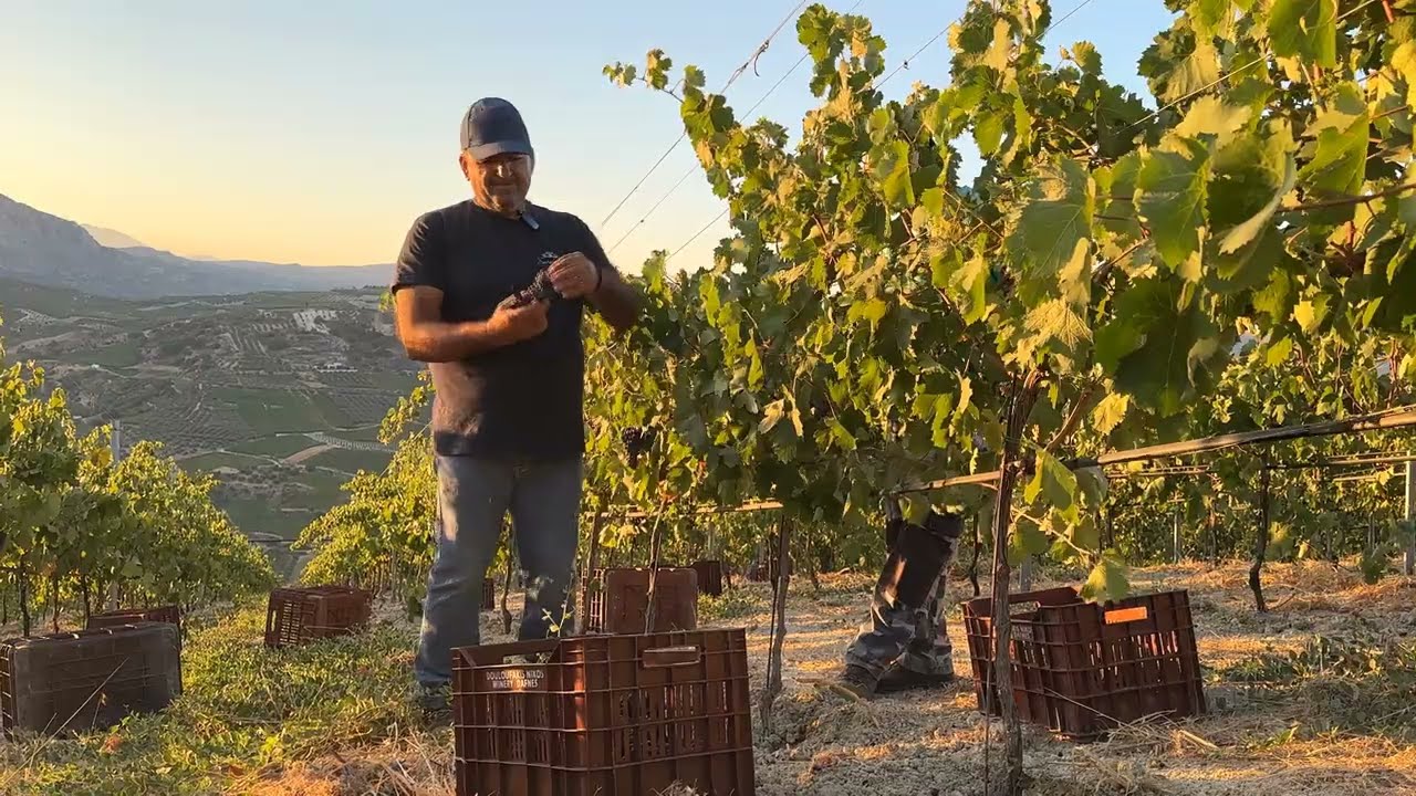 Douloufakis Winery - Winery in Crete | Winetourism.com