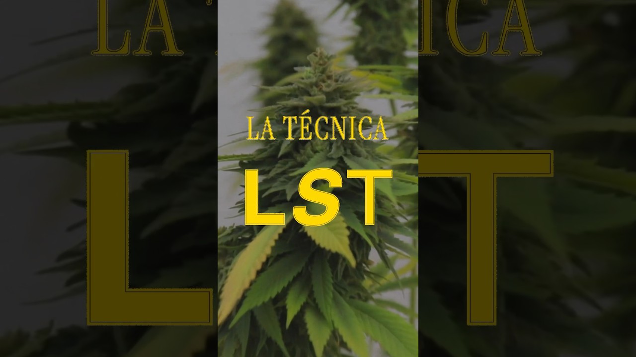 Multiplica tu cosecha con la técnica LST en el cultivo de cannabis