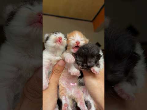 Timelapse Cute Kittens Aged 1 To 100 Days???? #kucinglucu #kucing #kitten #catlover