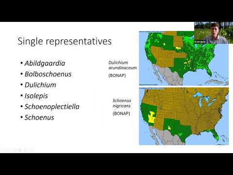 Sedge diversity and identification in Florida with Scott Ward