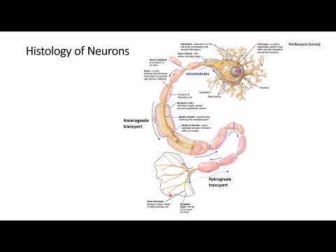 Basic Neurophysiology
