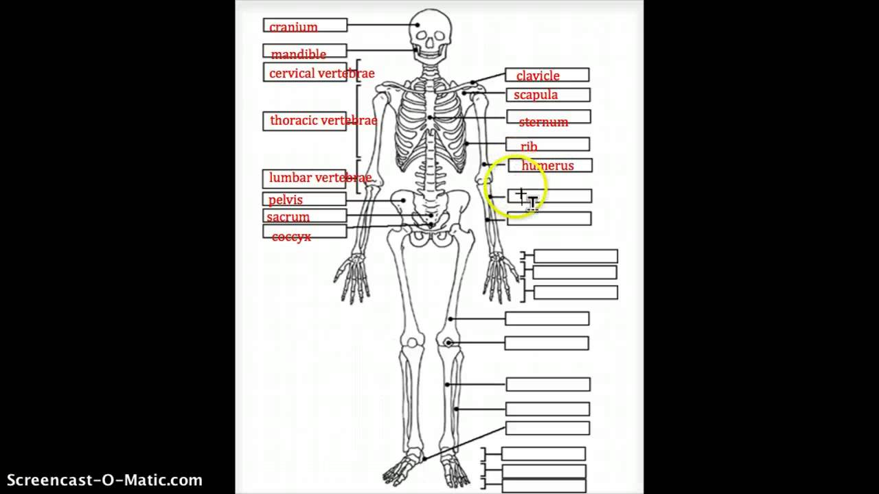 Label Your Skeleton