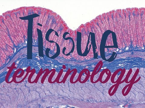 Tissue Terminology