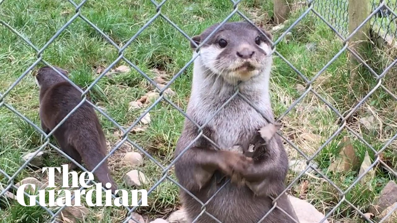 Otters 'stone juggling':  new research looks into why