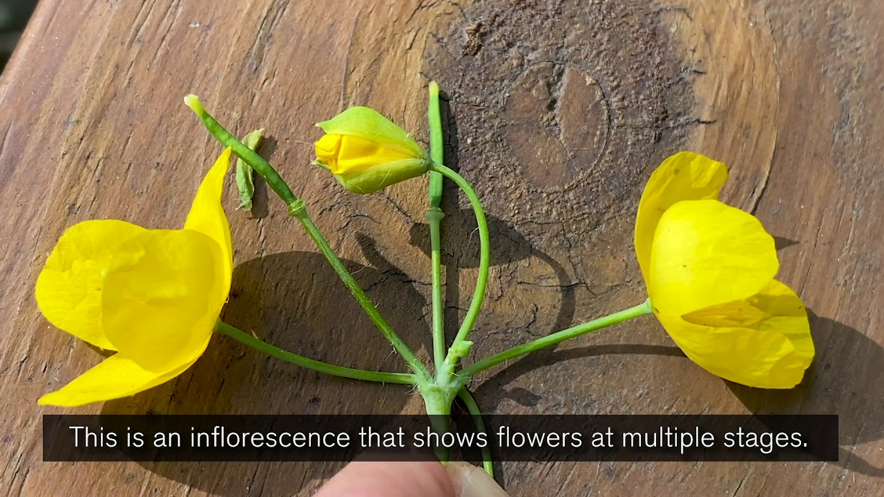 Backyard Botany: Greater Celandine