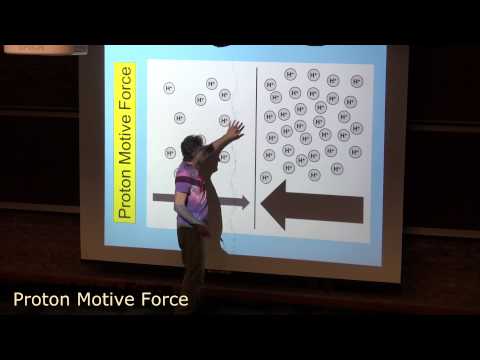 Proton Motive Force