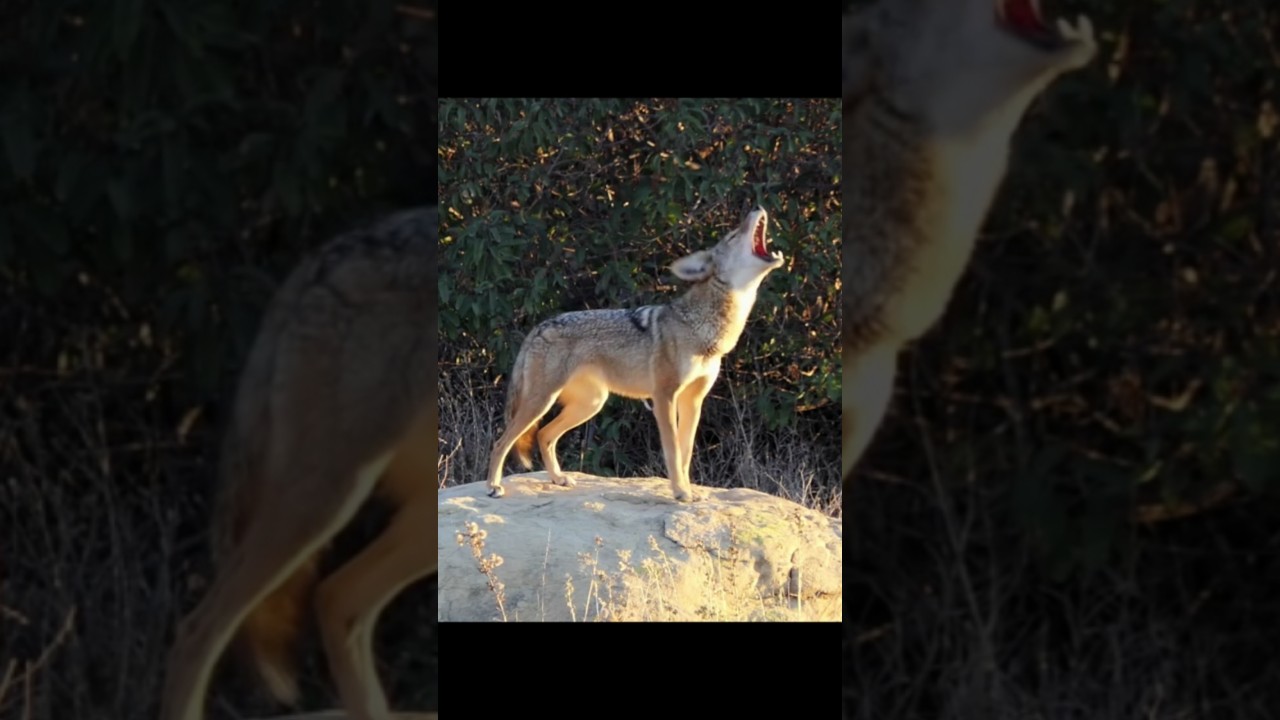 Coyote Sounds of Barking and Yipping | Canis latrans Sounds