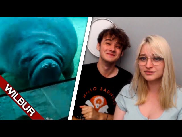 Nihachu confirms she is not dating Wilbur Scot despite fans trying to ...