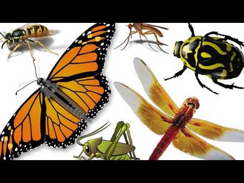 Beneficial Arthropods and Microorganisms -What is Arthropods?