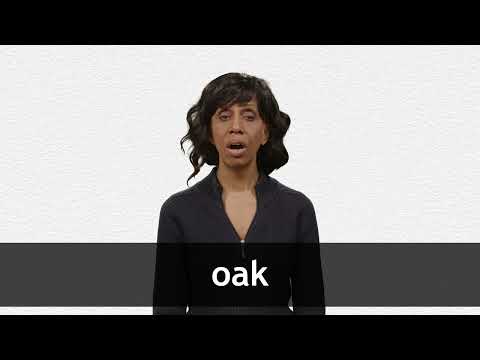 OAK definition and meaning | Collins English Dictionary