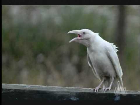 White Ravens Sighted on Vancouver Island