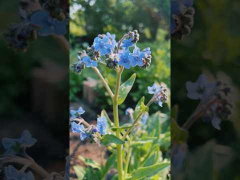 Forget-Me-Not Flowers #beautiful #cottagegarden #gardening #garden #mygarden #spring #nature