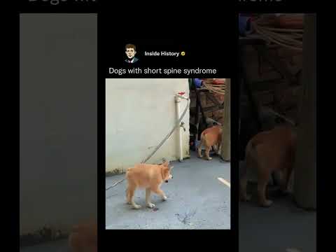 😱what is The Cause Guys🤯🥹 #dog #youtube #shorts