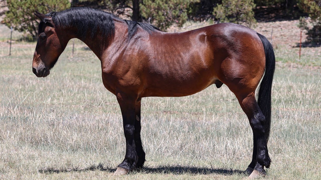 Arthur ~ Platinum Equine Auction