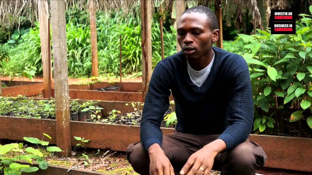 Interactive Map Cameroon: Wood