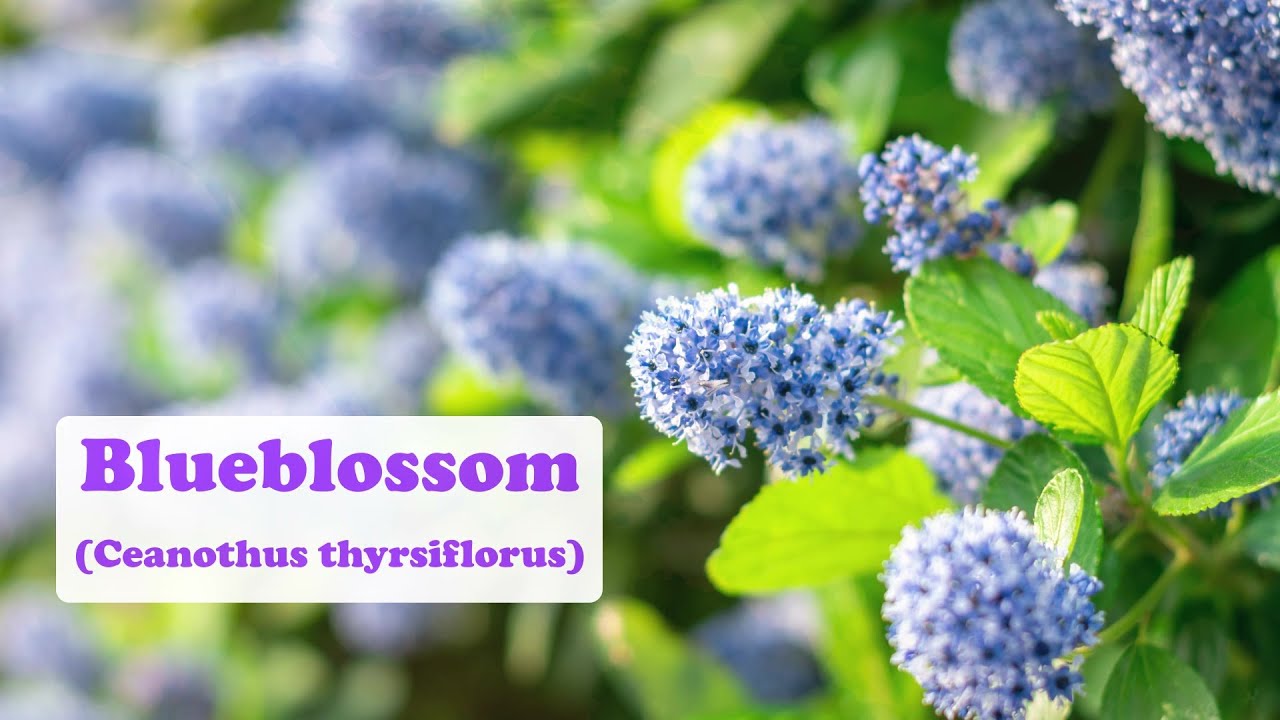 Blueblossom