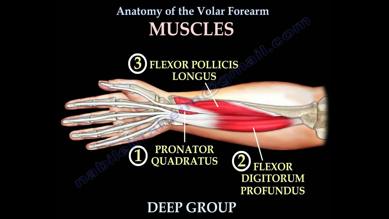 Anatomy Of The Volar Forearm Part 1 - Everything You Need To Know - Dr. Nabil Ebraheim