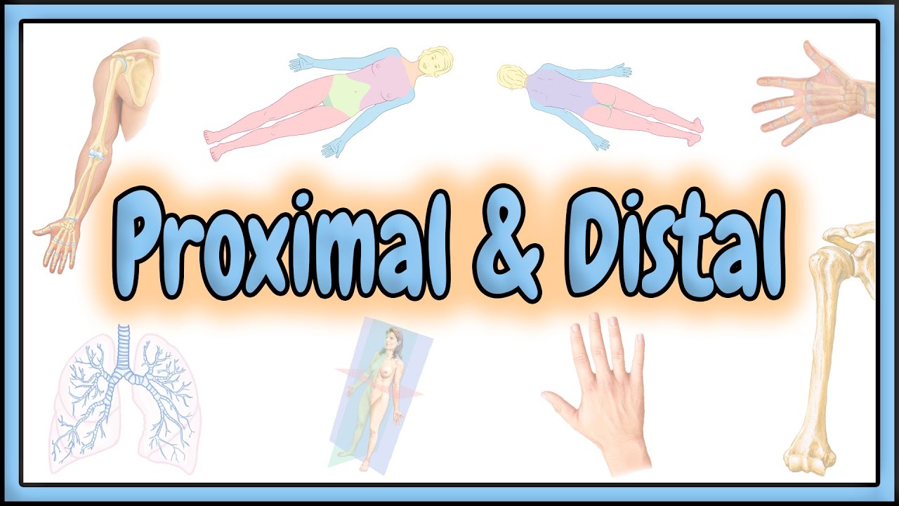 20. Proximal & Distal Terms || 2D Animation