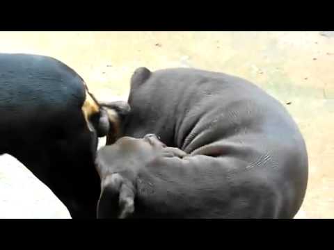 Steam Community :: Video :: Call of Duty Dogs "Fan" Trailer