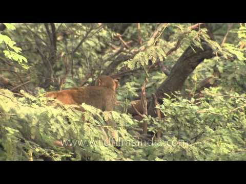 A day at the kingdom of Macaques